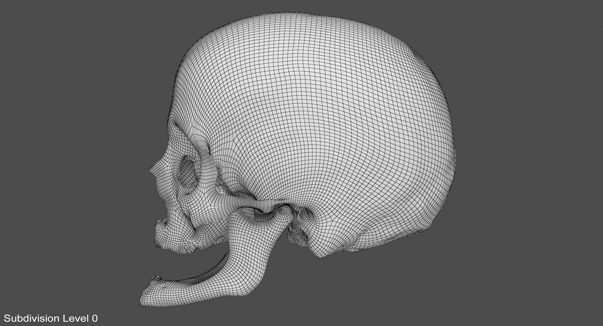 3d Real Human Skull Scan Model
