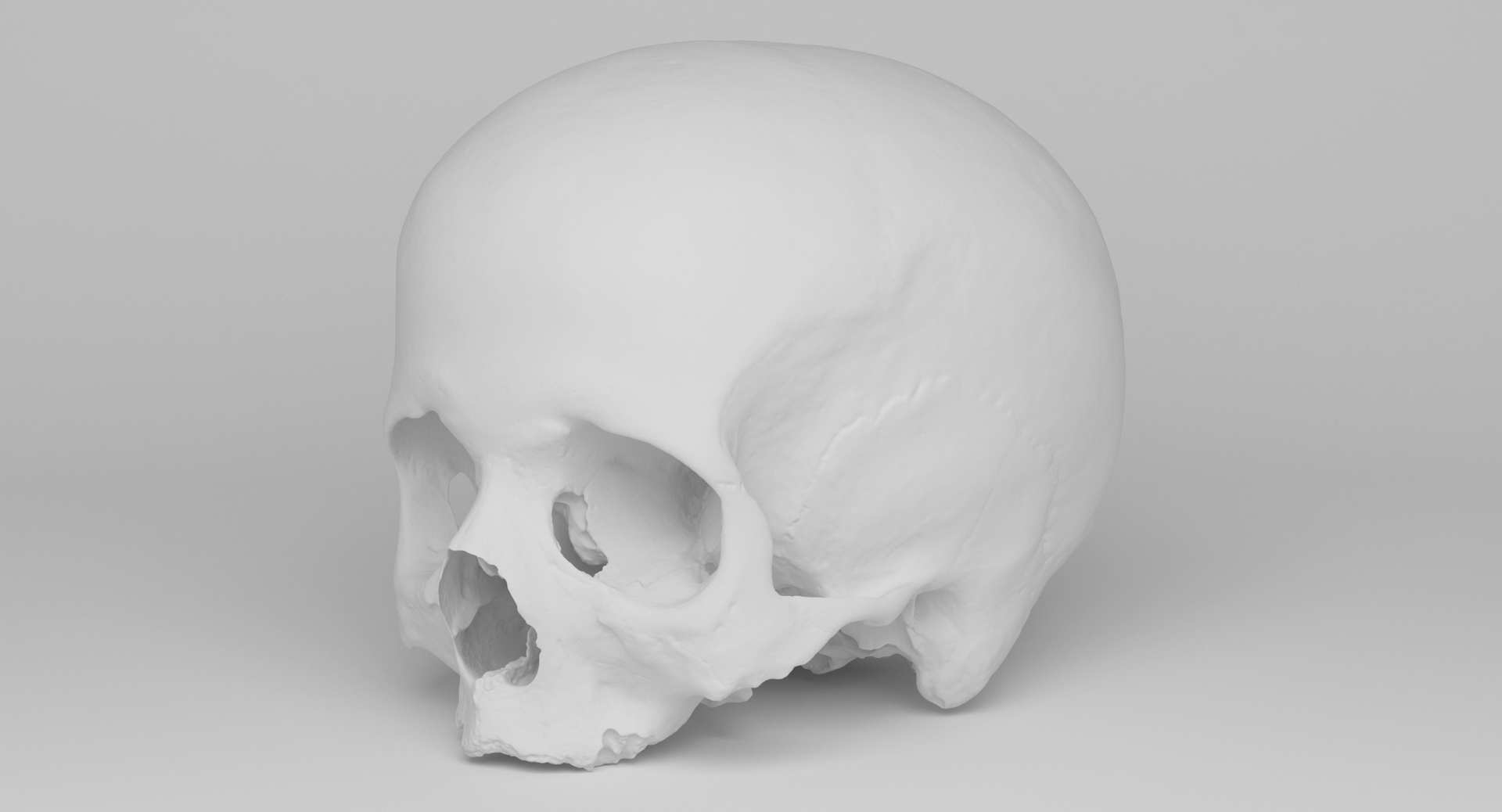 3d real human skull scan model