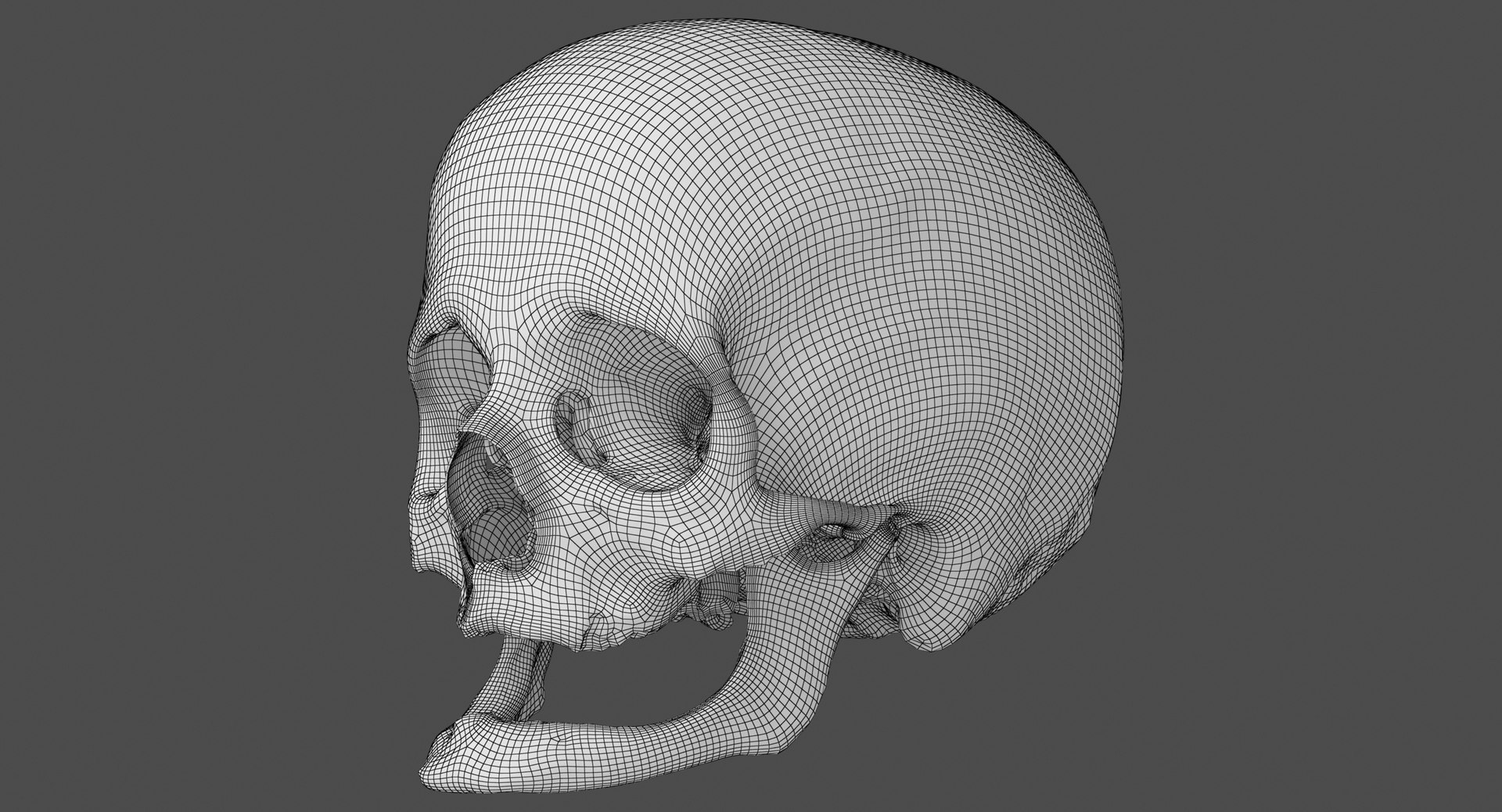 3d Real Human Skull Scan Model