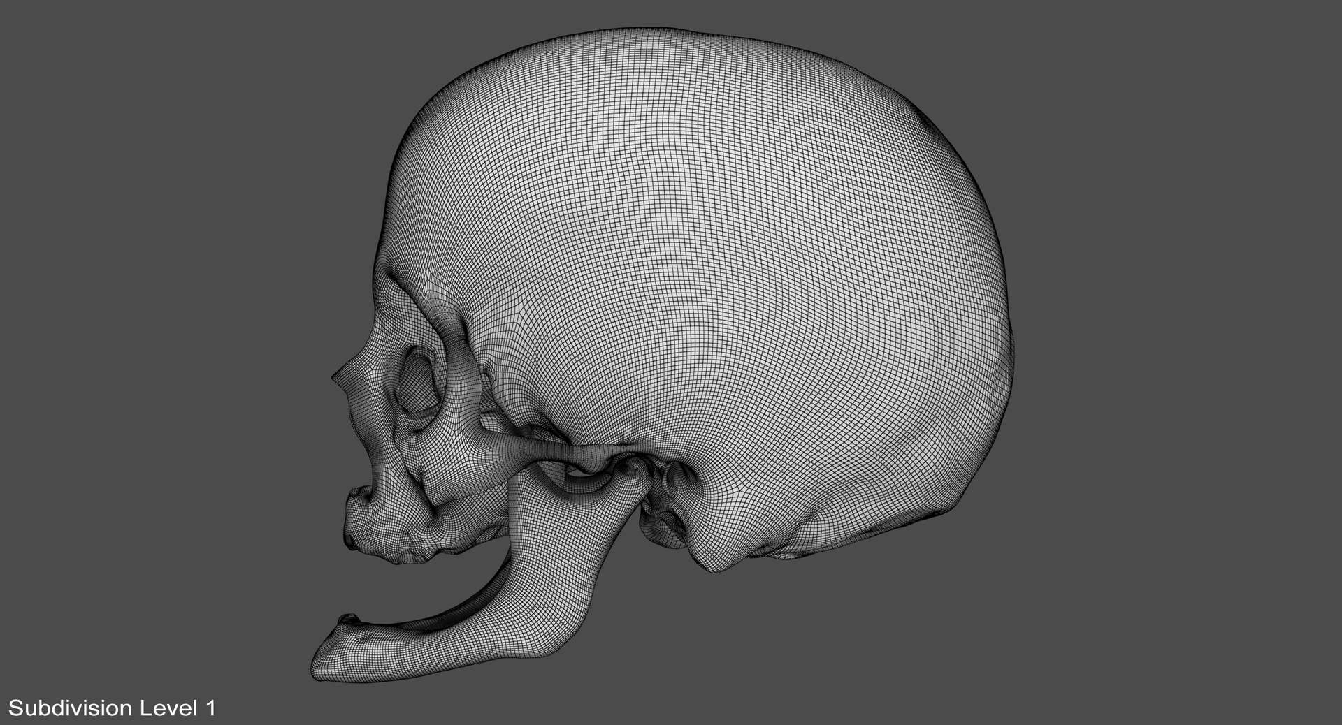 3d real human skull scan model