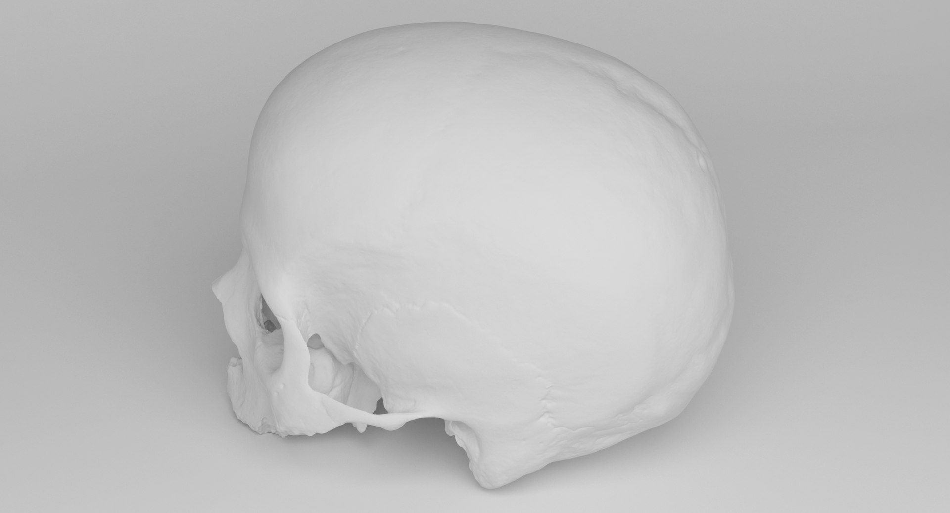 3d Real Human Skull Scan Model