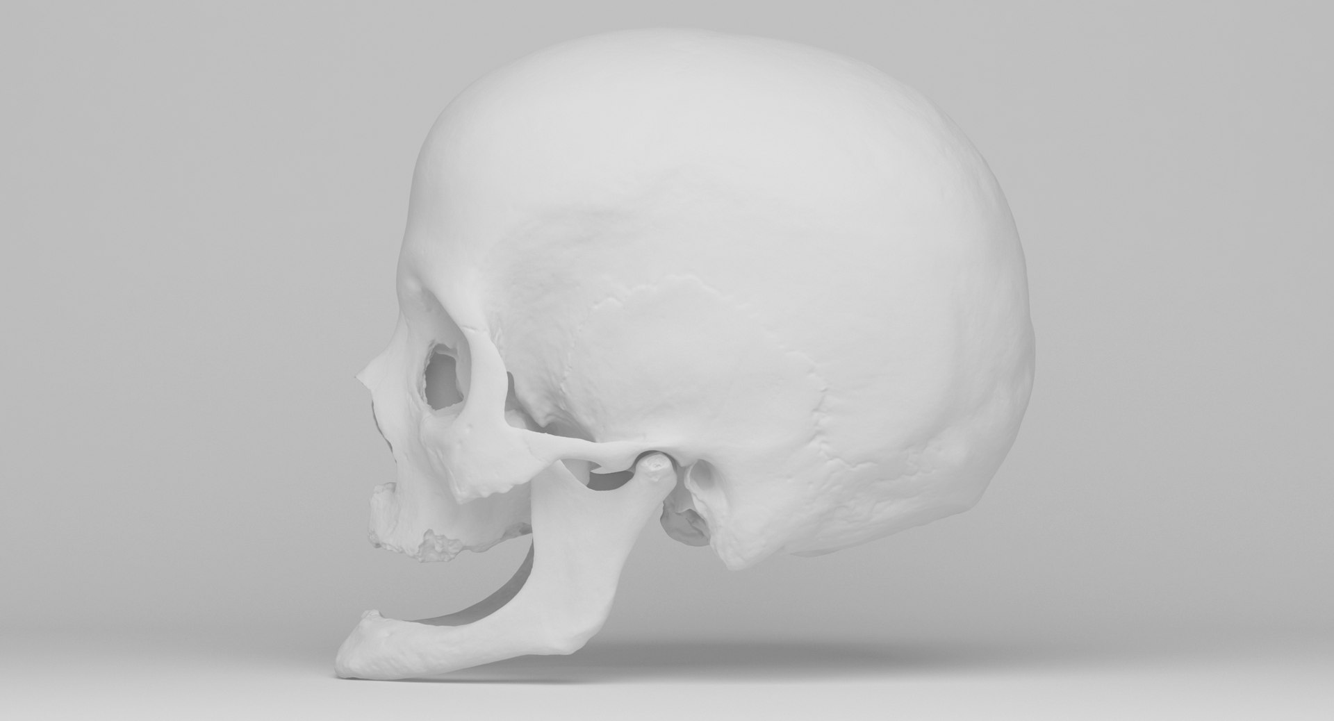 3d Real Human Skull Scan Model