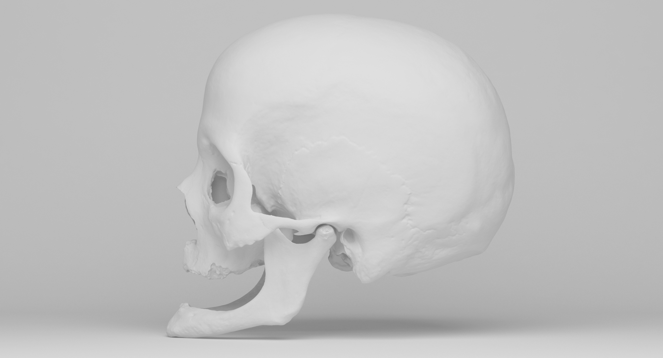 3d real human skull scan model