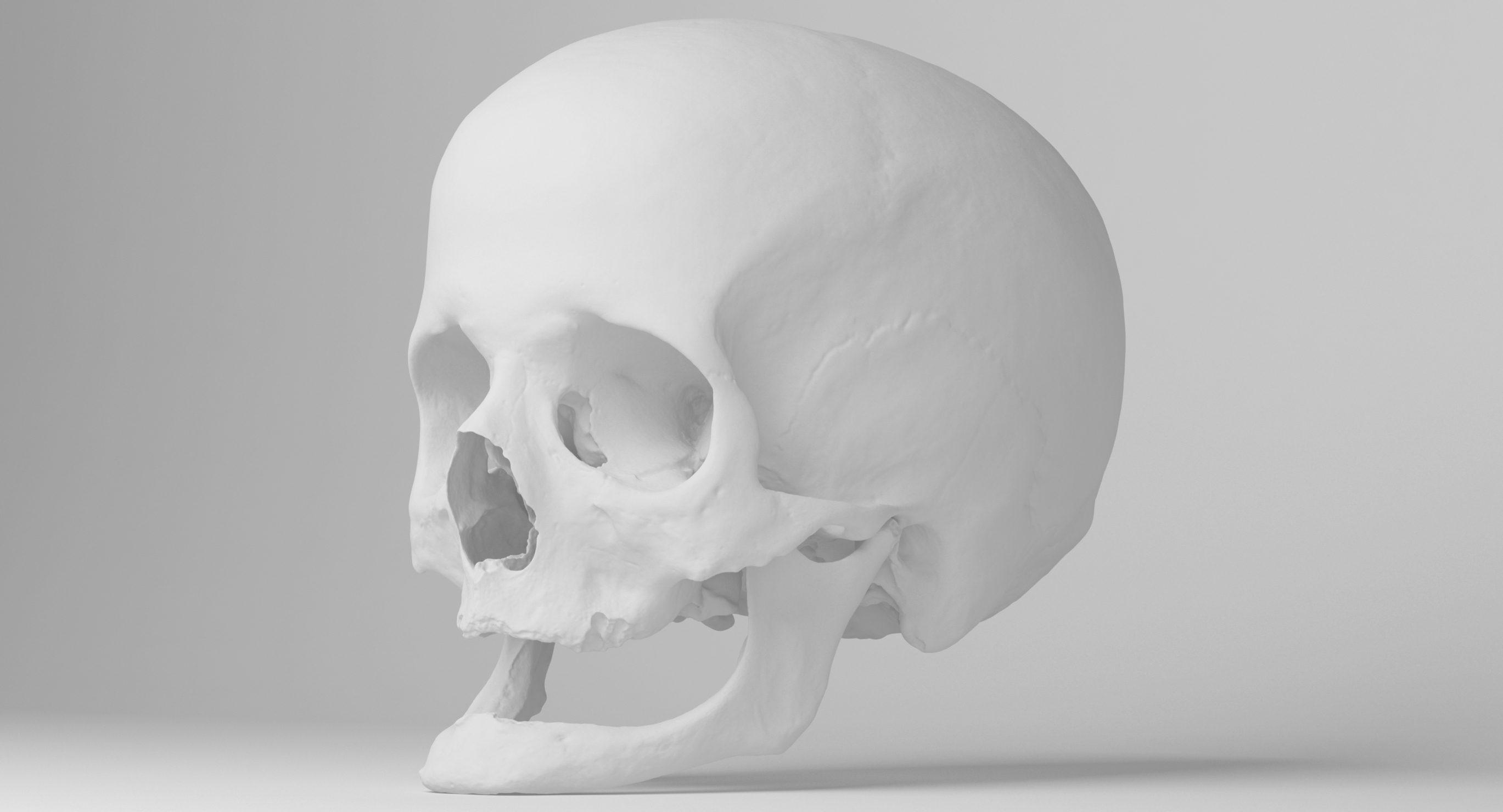 3d real human skull scan model