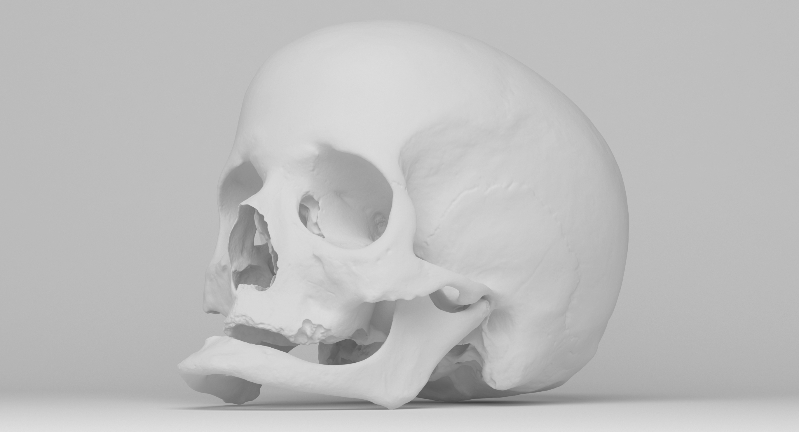 3d real human skull scan model