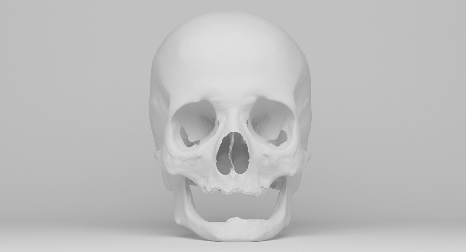 3d Real Human Skull Scan Model