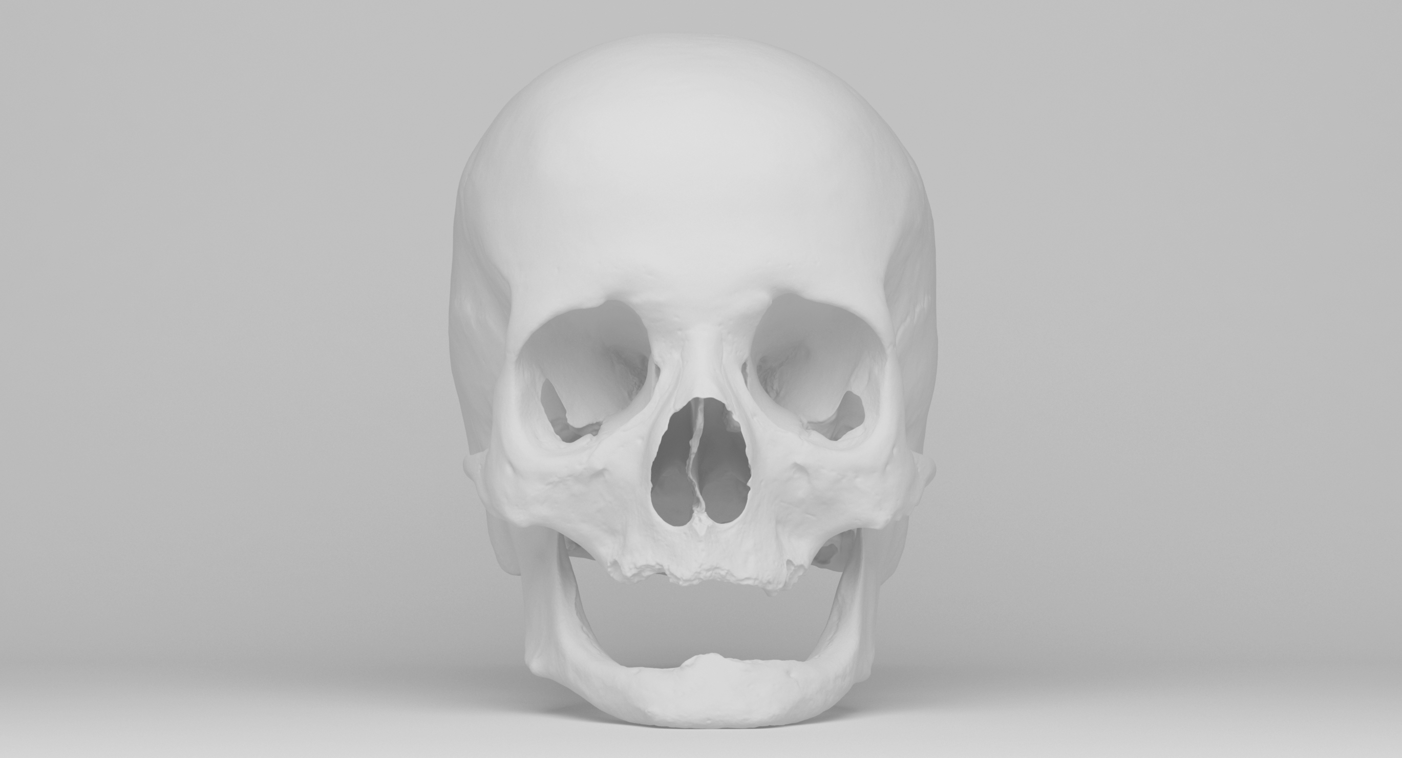 3d real human skull scan model