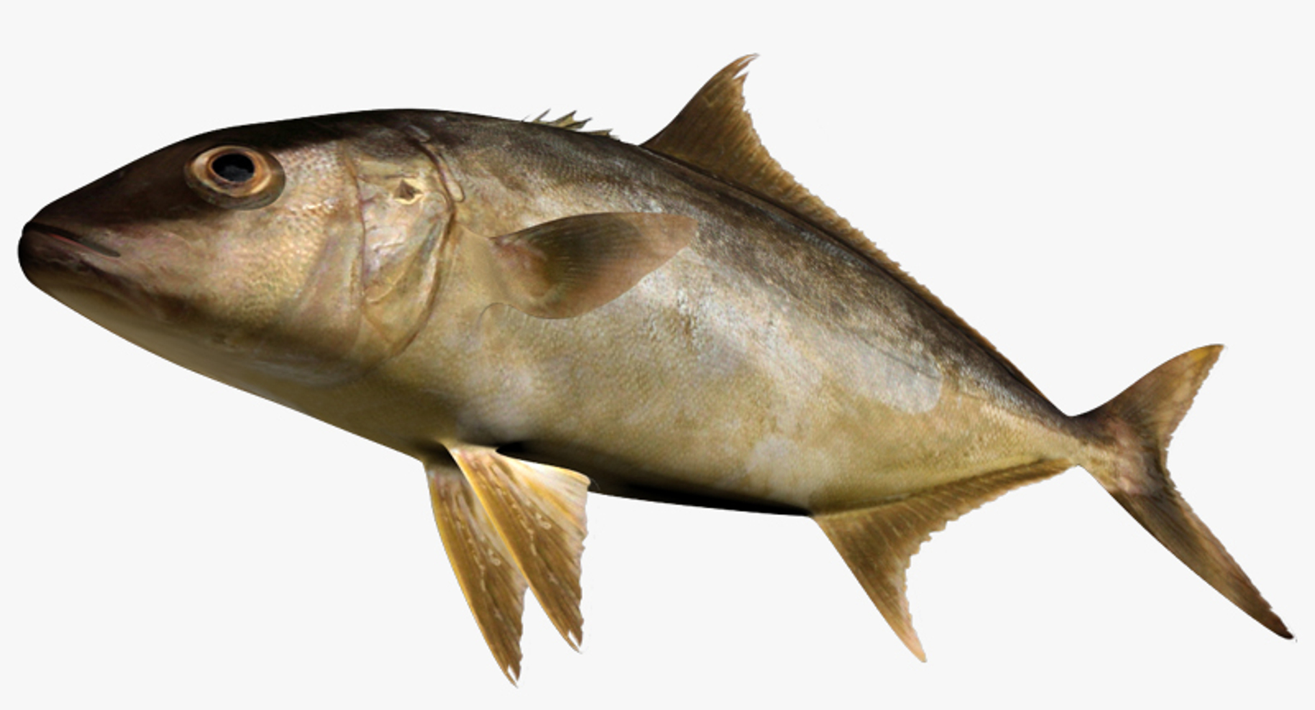 amberjack ma