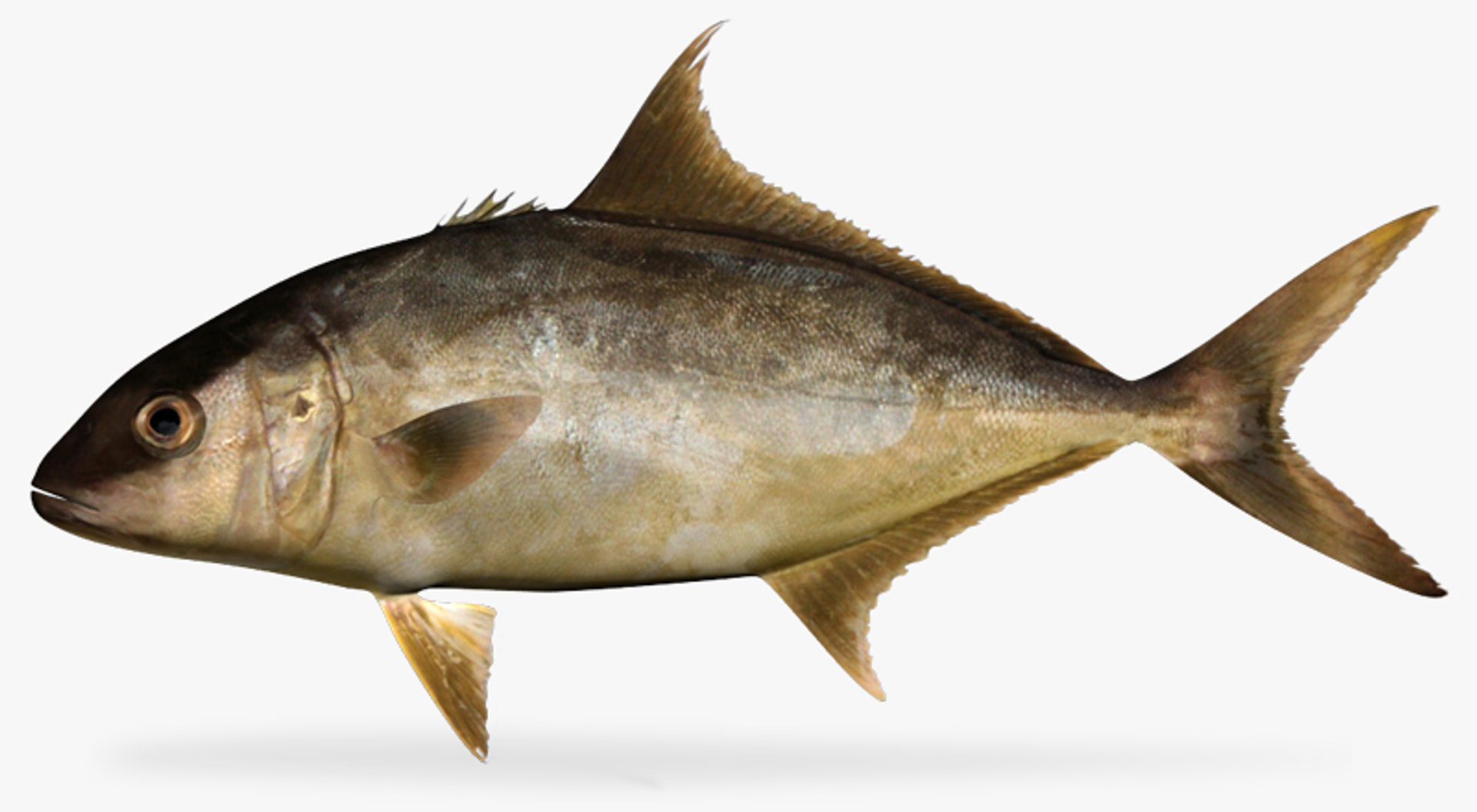 amberjack ma