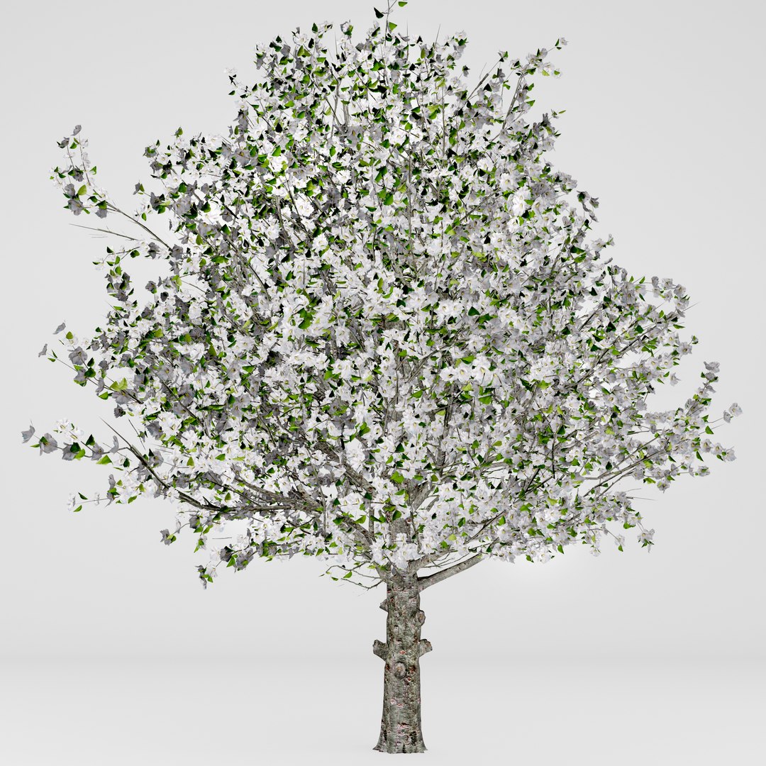 Apple tree 3D model - TurboSquid 1347146