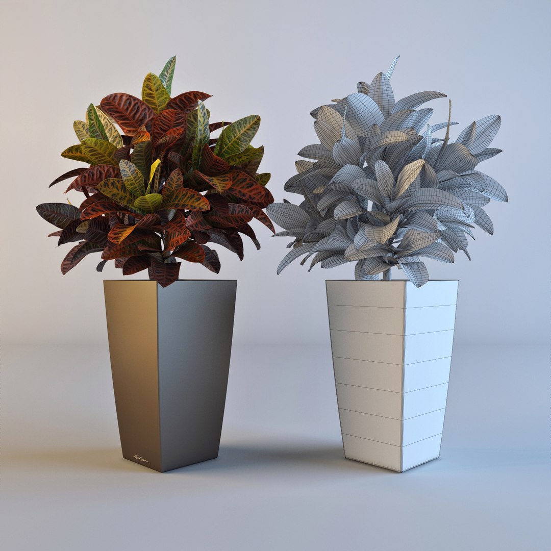 Croton Plant Pot Max