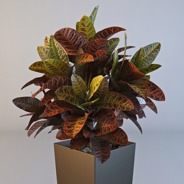 croton plant pot max