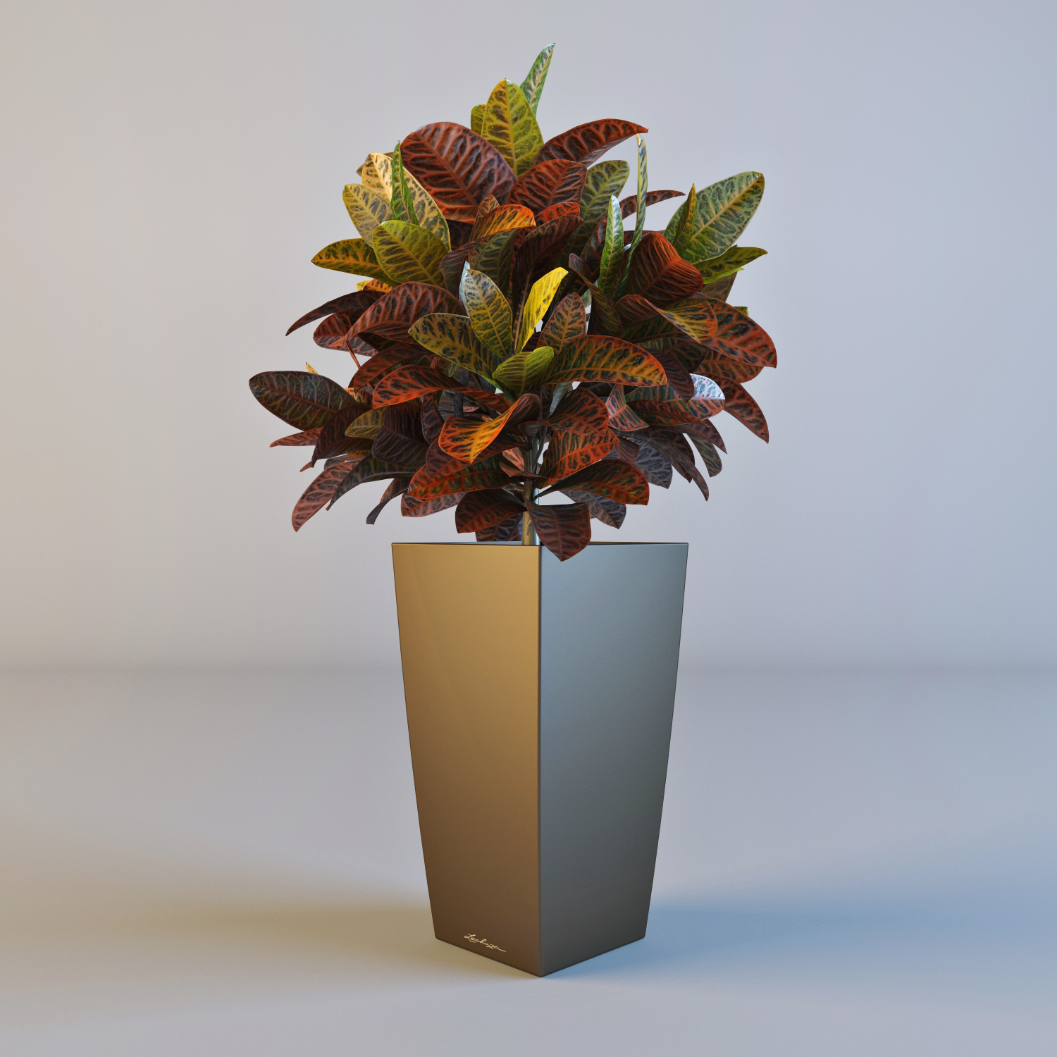 croton plant pot max