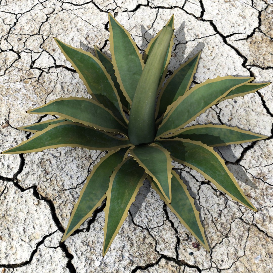3d Model Of Agave Cornelius Plant