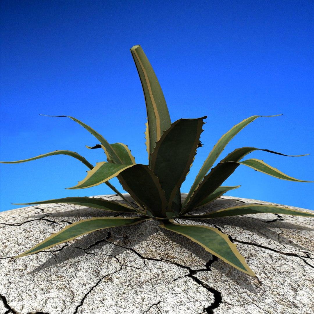 3d Model Of Agave Cornelius Plant