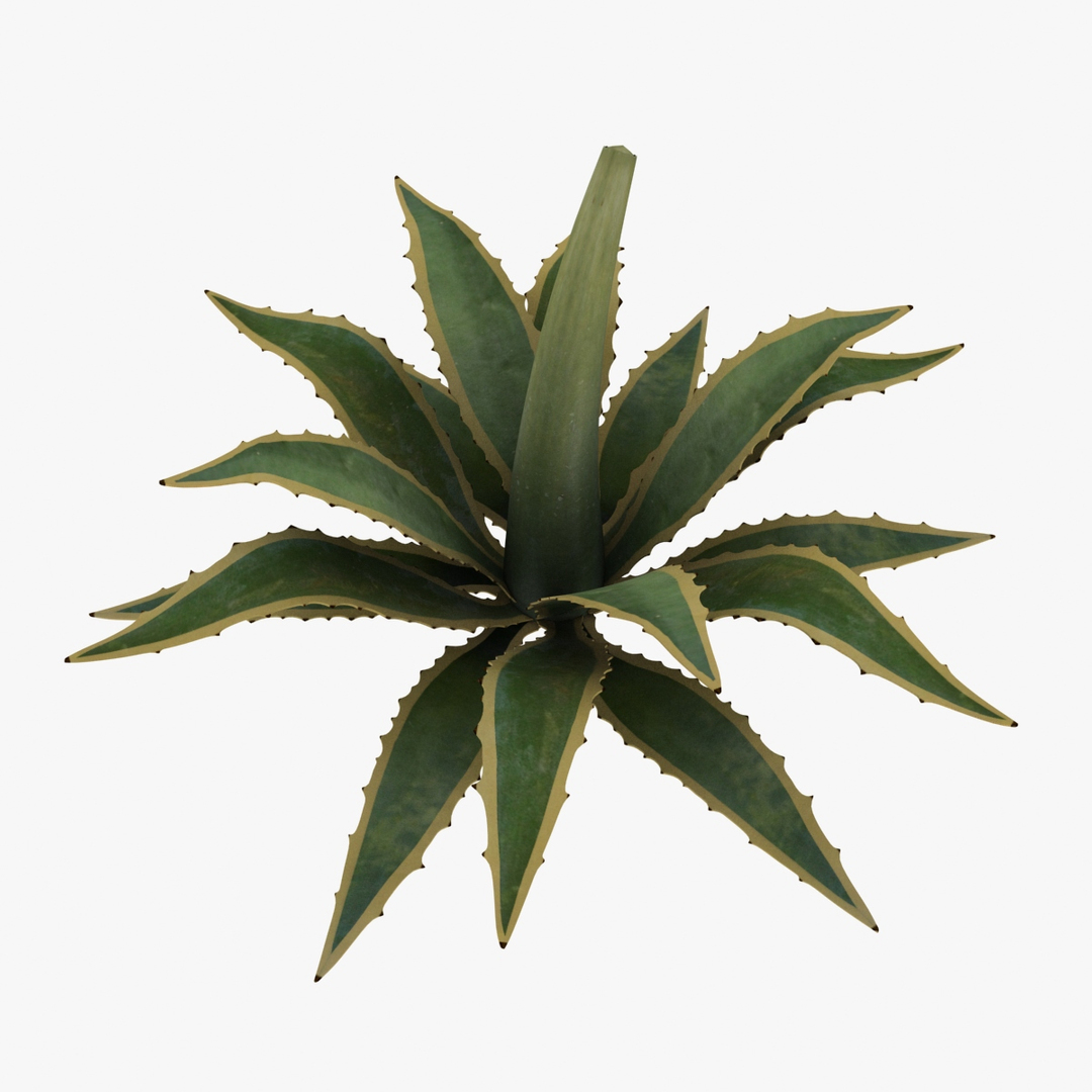 3d Model Of Agave Cornelius Plant
