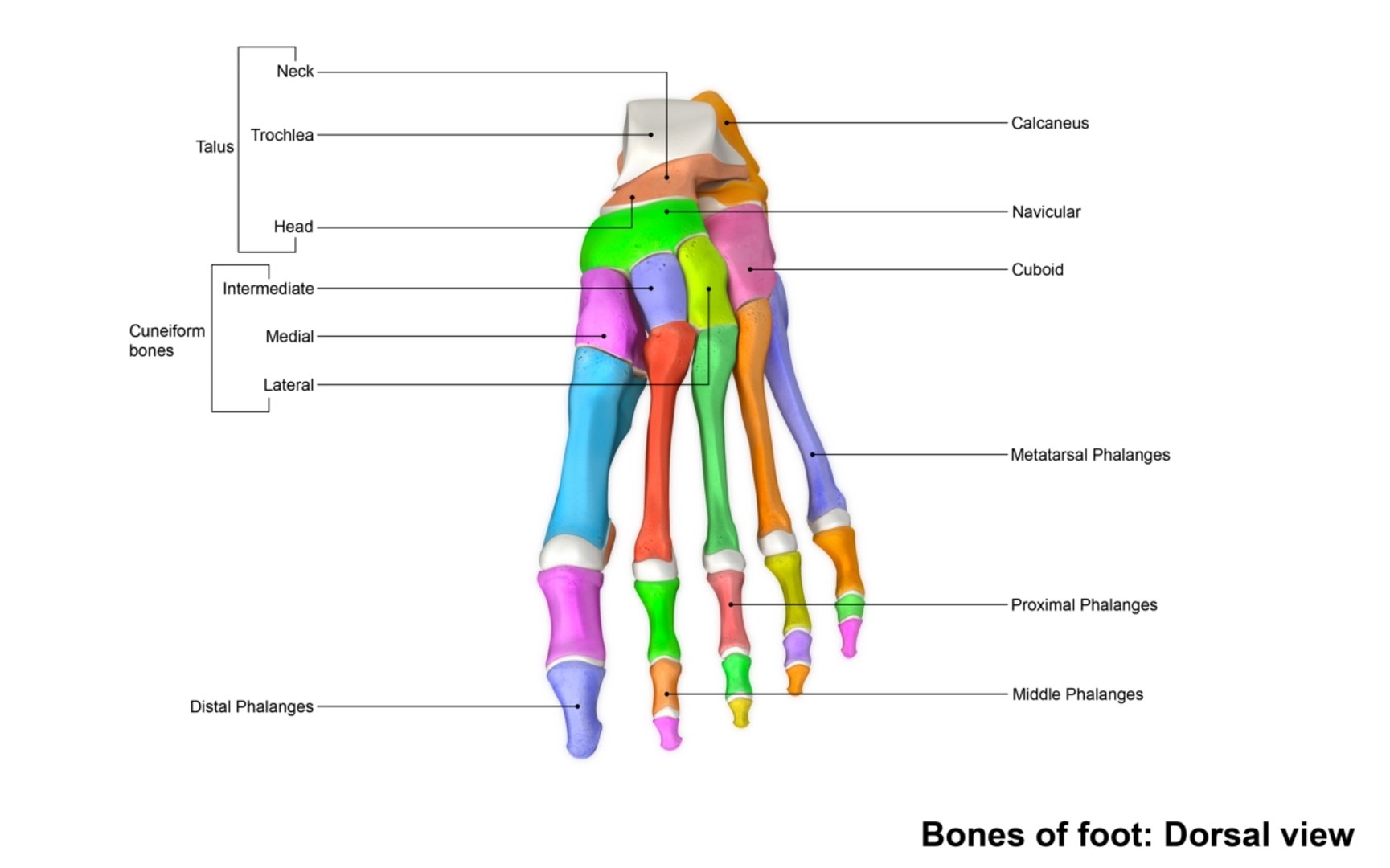 3d human foot bones anatomy
