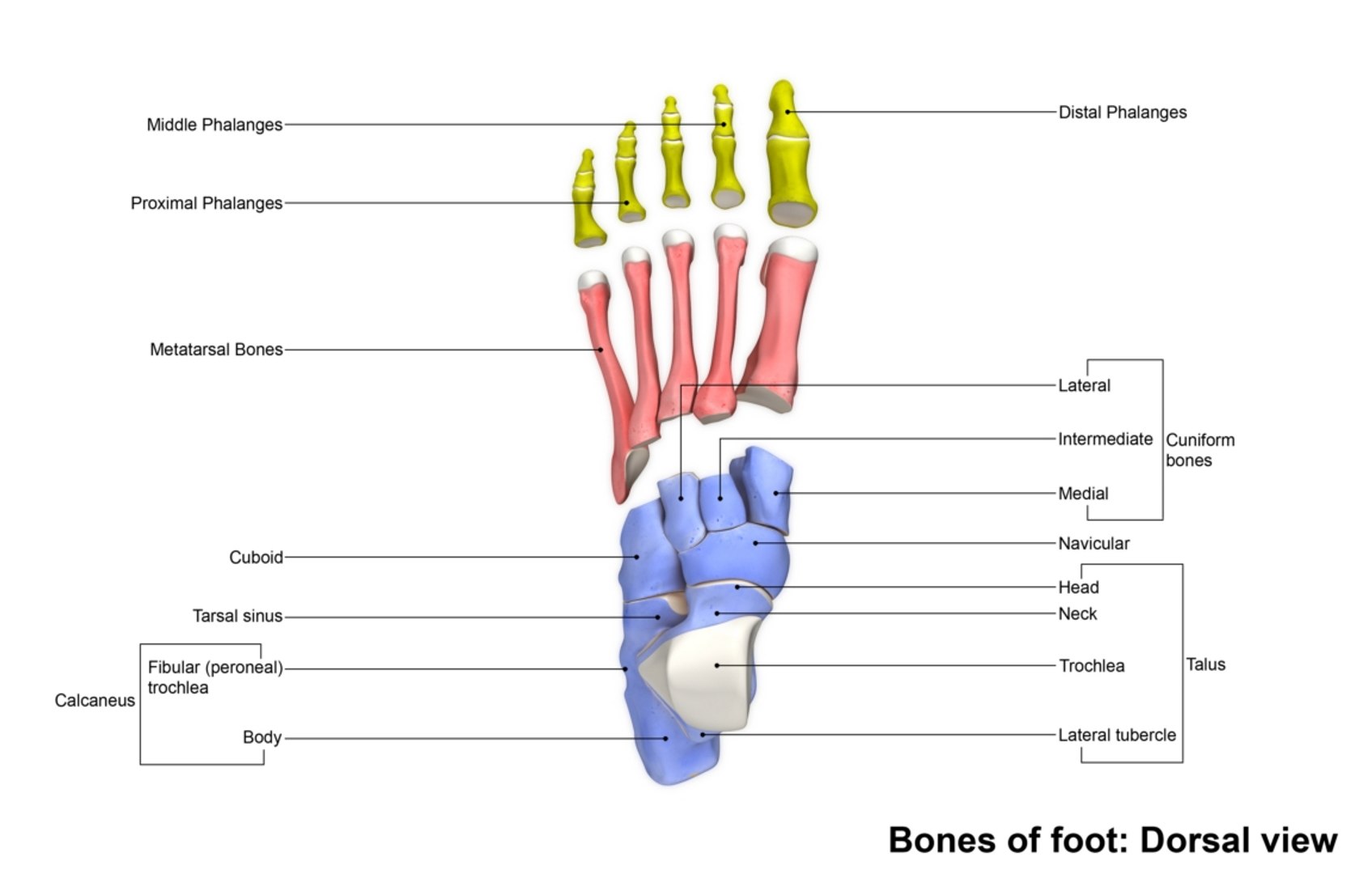 3d human foot bones anatomy