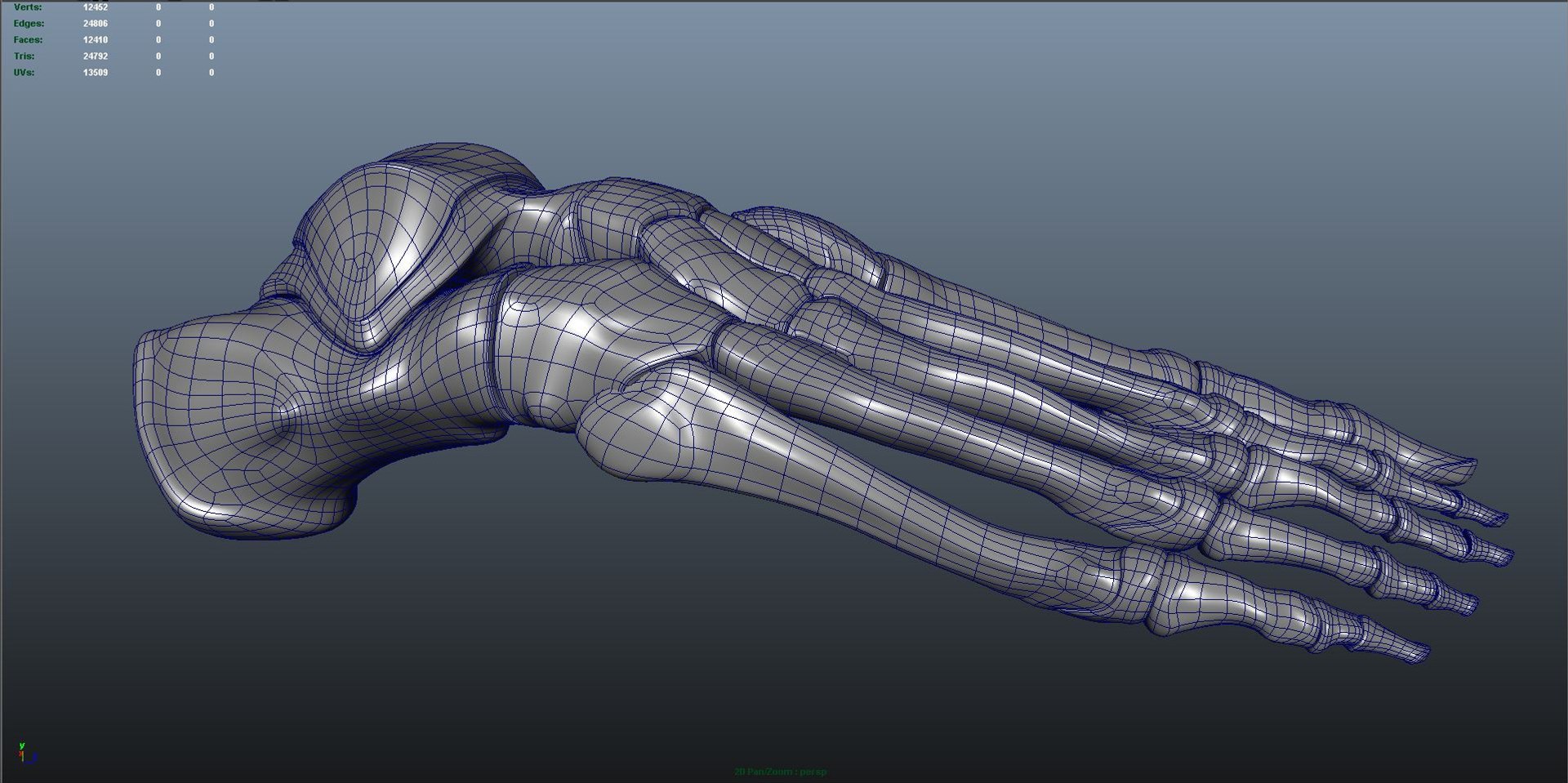 3d human foot bones anatomy