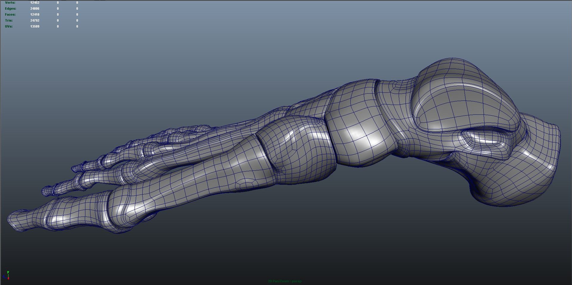 3d human foot bones anatomy