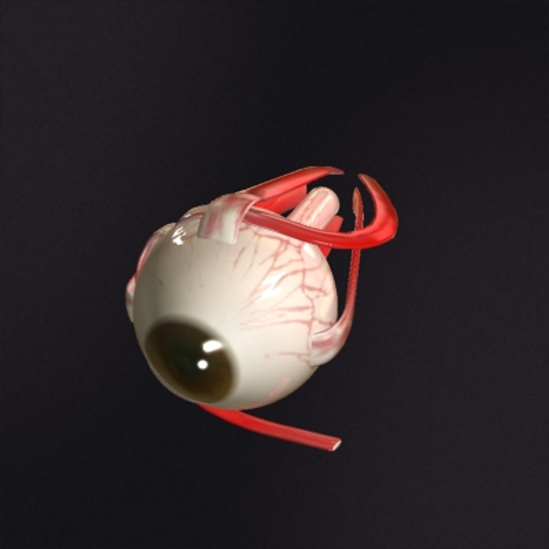 3d Realistic Eye
