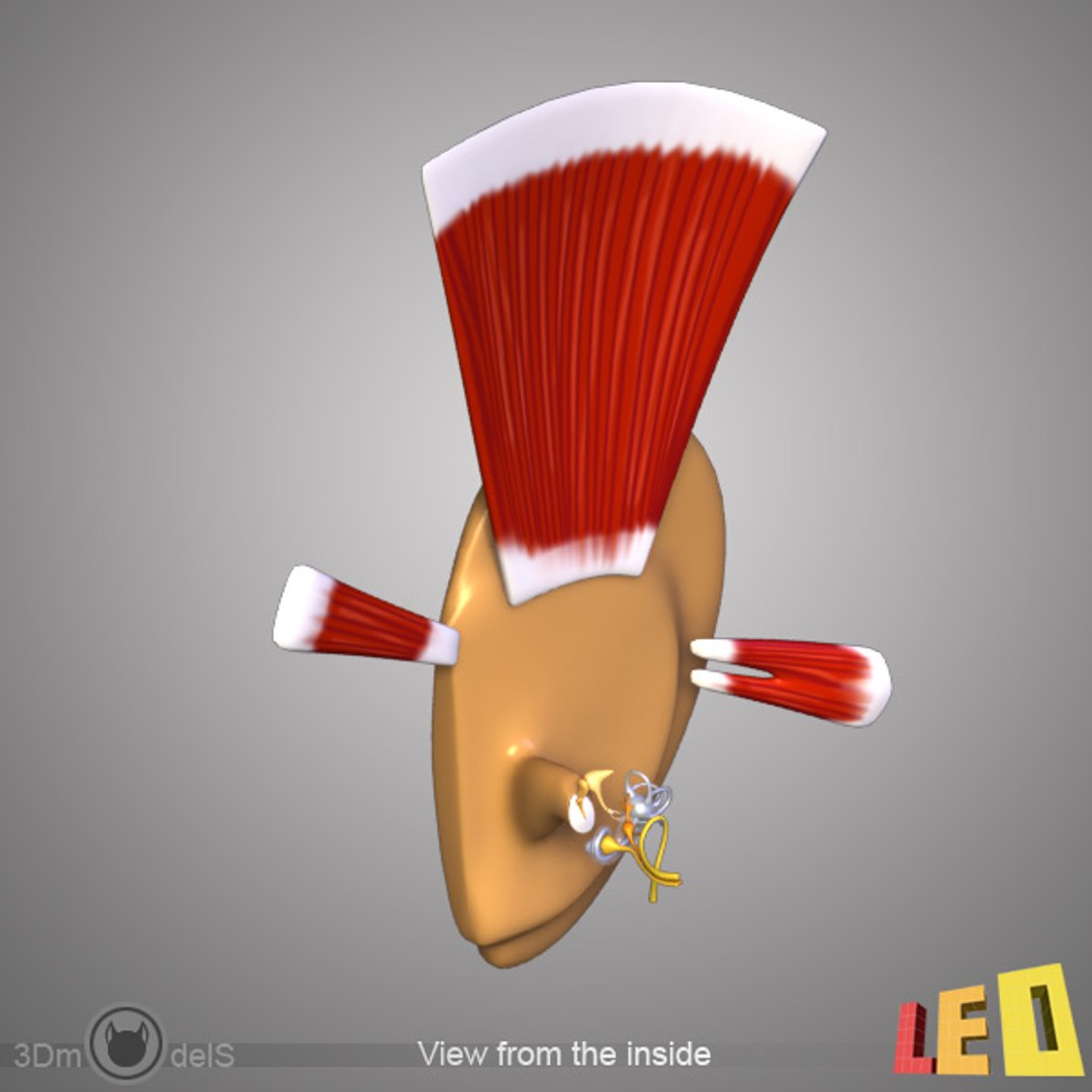3d Model Muscles Ear Anatomy