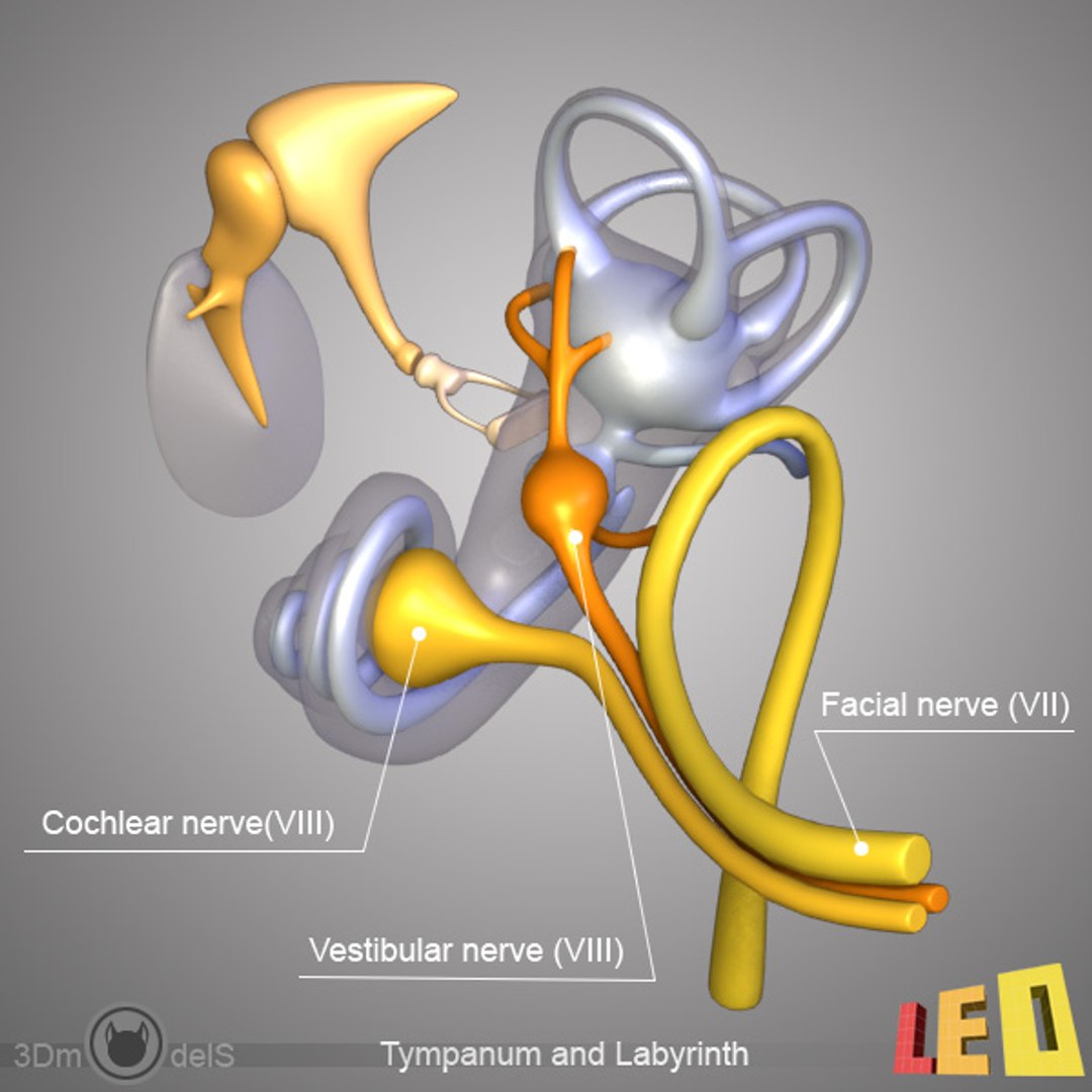 3d Model Muscles Ear Anatomy
