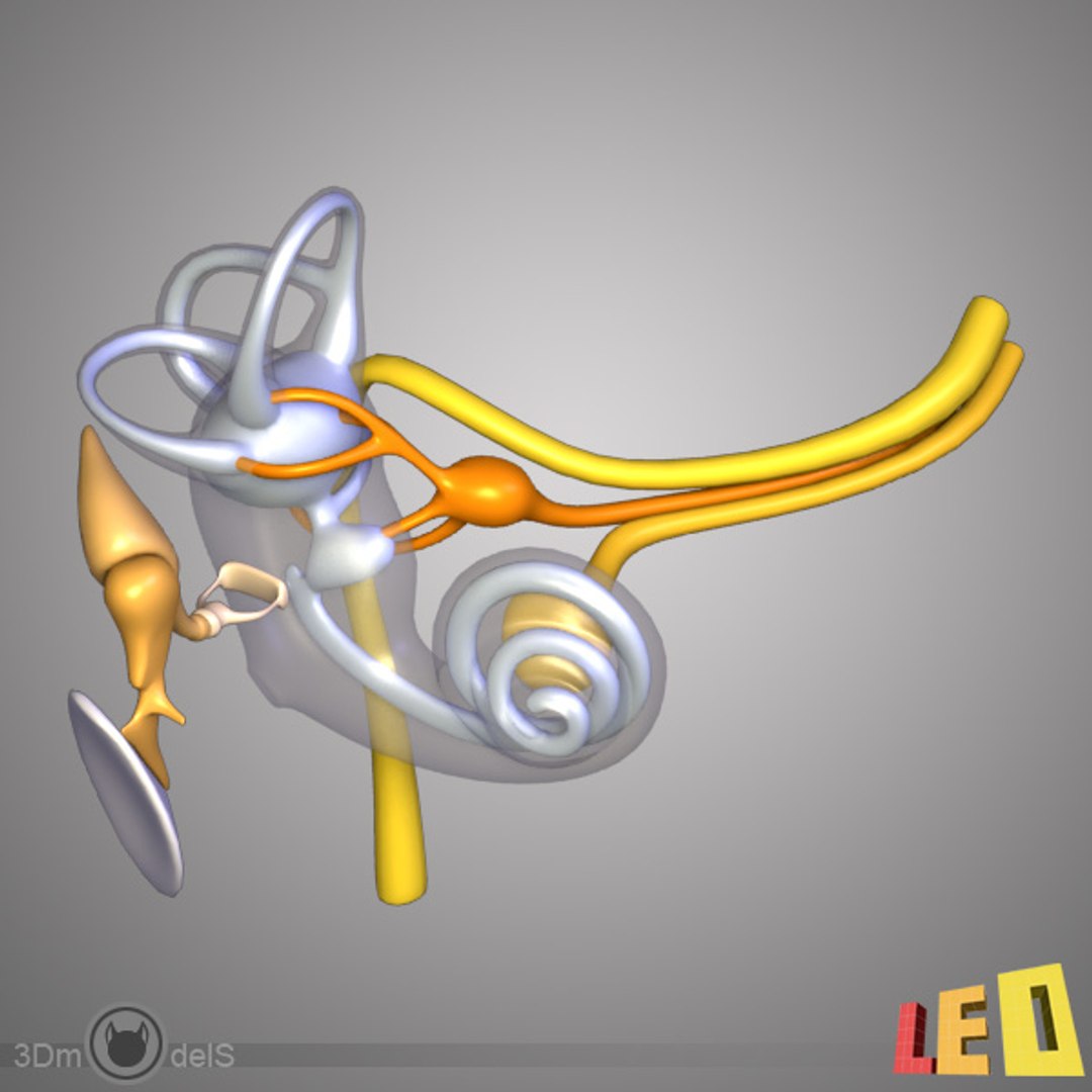 3d Model Muscles Ear Anatomy