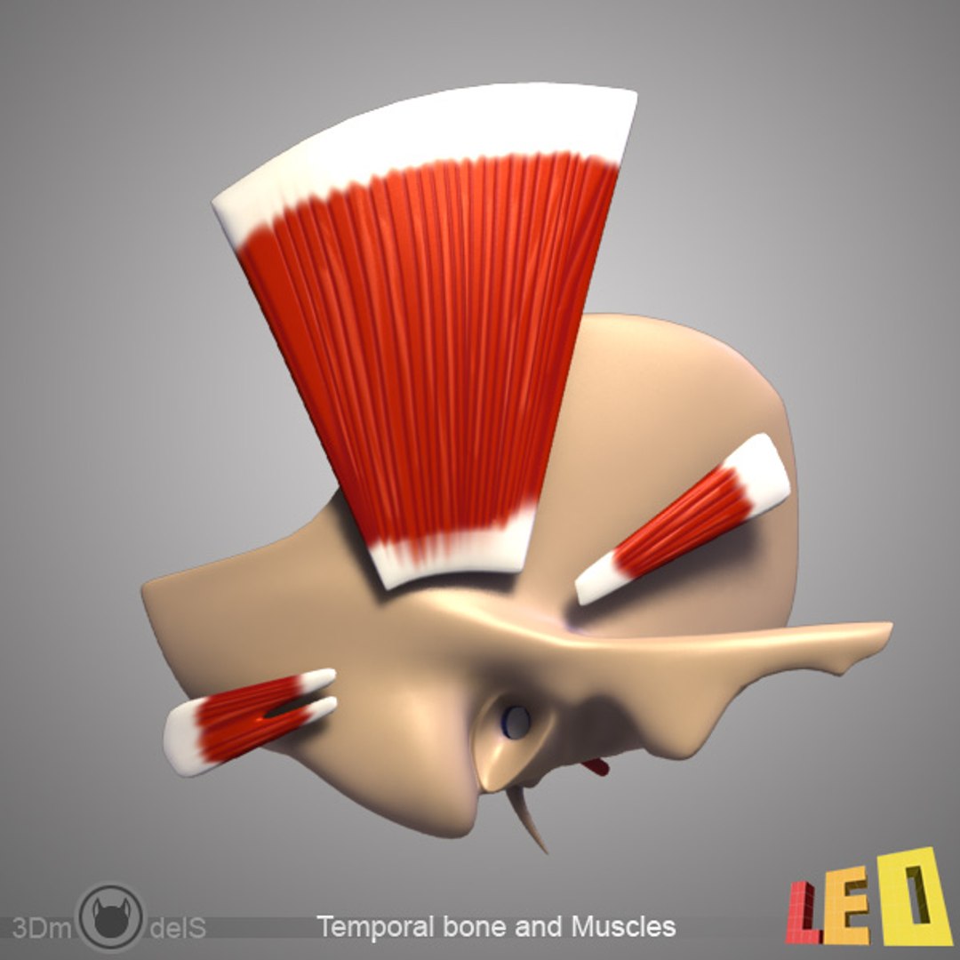 3d Model Muscles Ear Anatomy