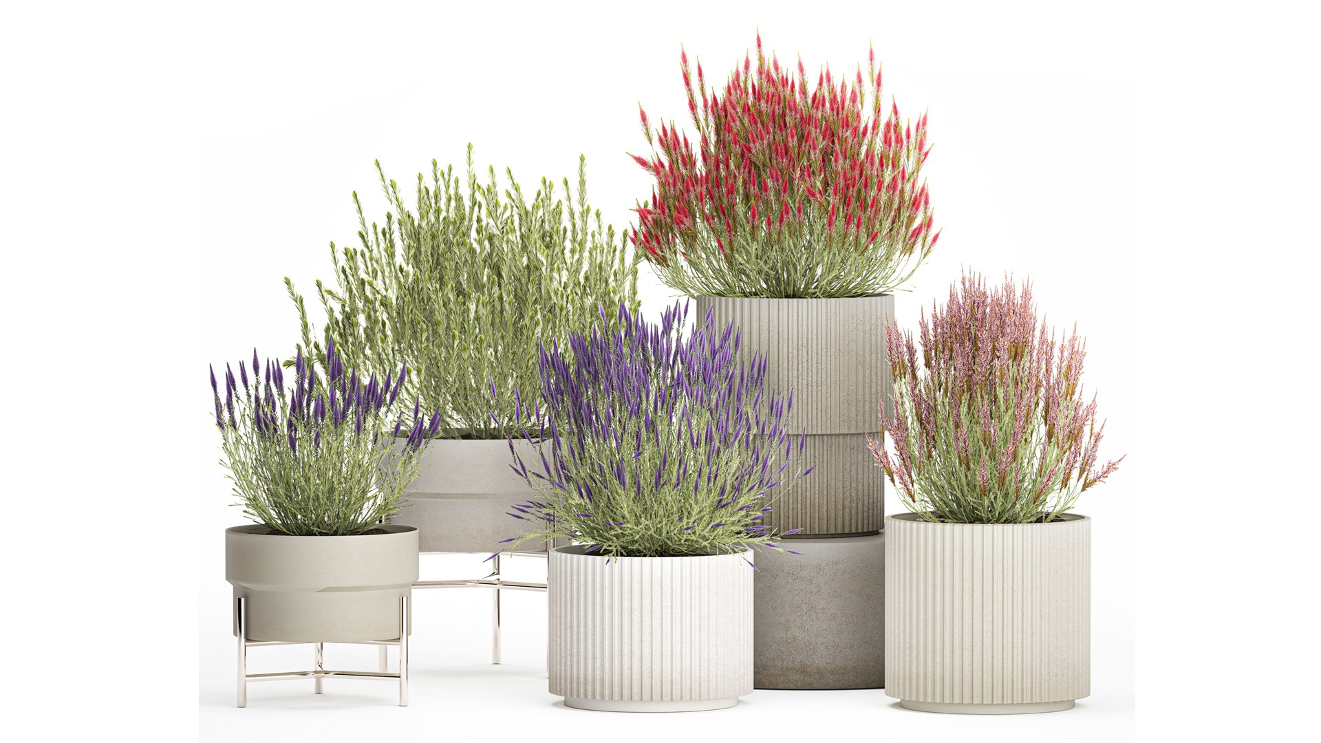 3D Collection Wildflower Bushes Calluna Heather Plant Pots - TurboSquid ...