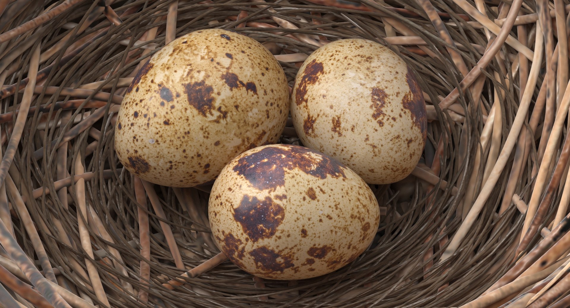 3D bird nest 03 quail model - TurboSquid 1521730