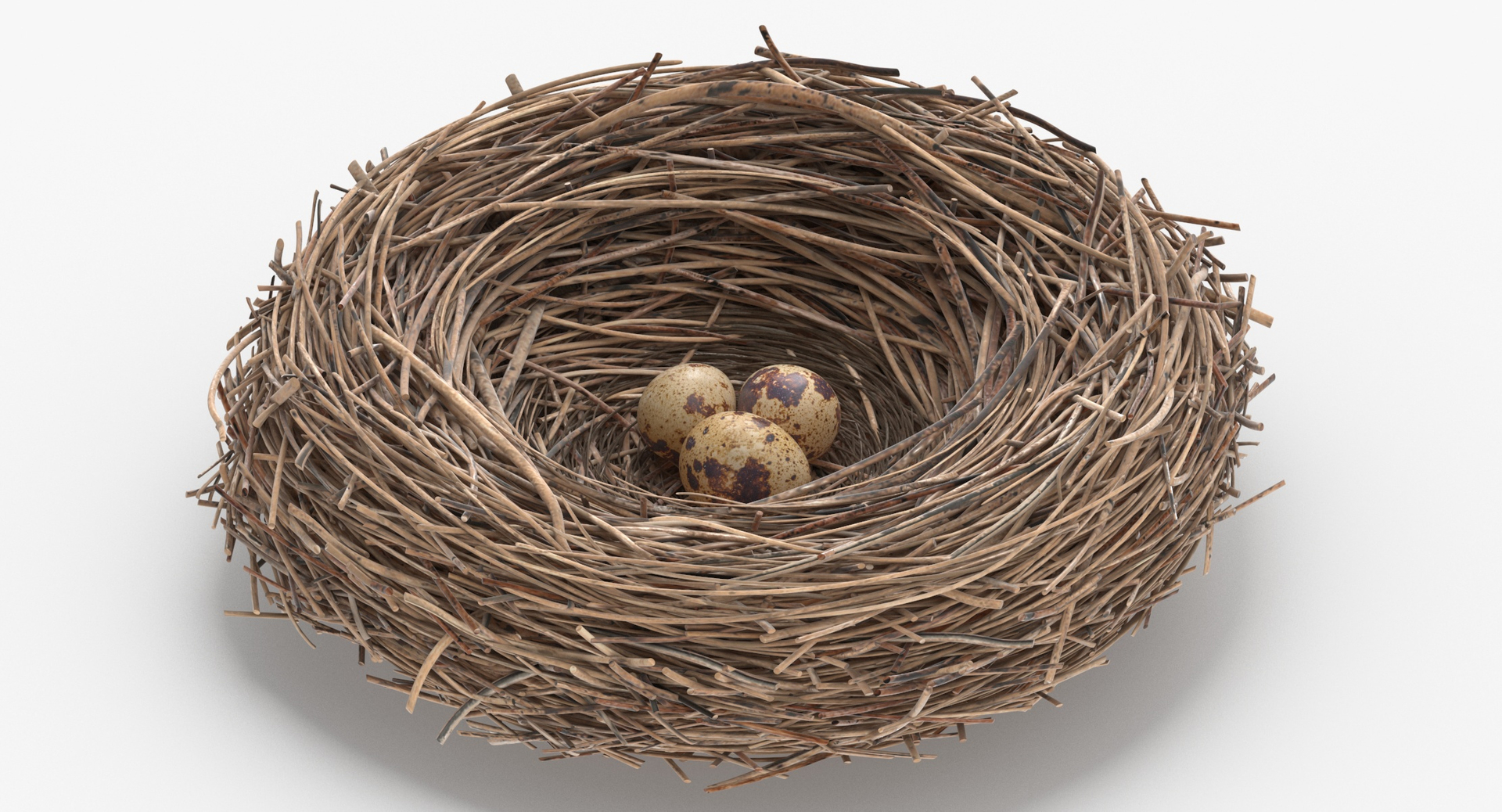 3D bird nest 03 quail model - TurboSquid 1521730