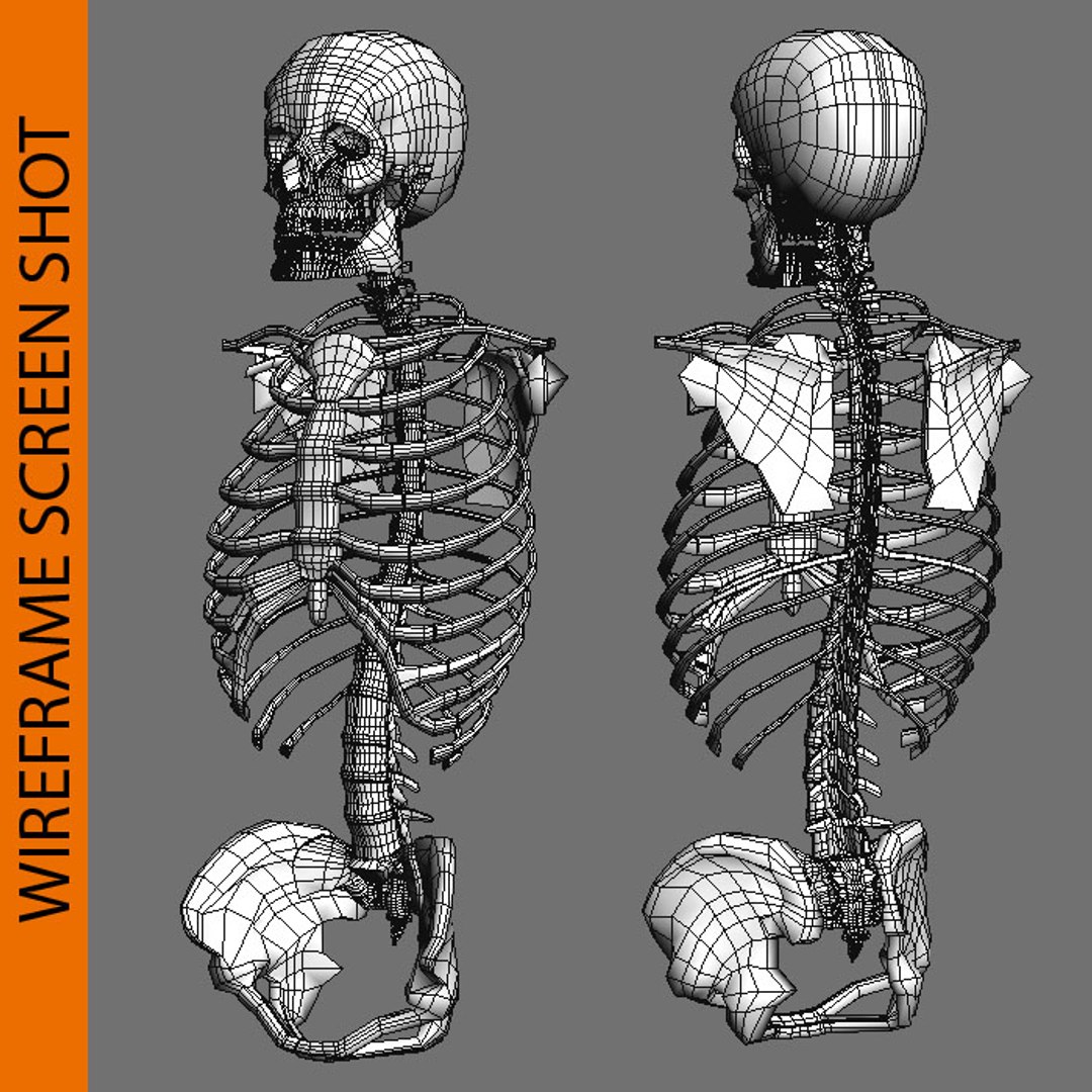 Human Skeleton Torso Skull 3ds