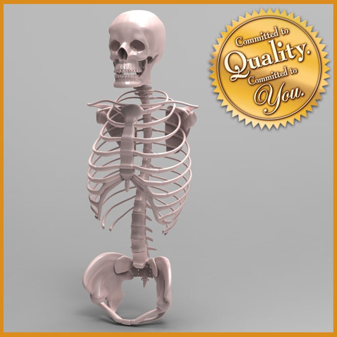 Human Skeleton Torso Skull 3ds
