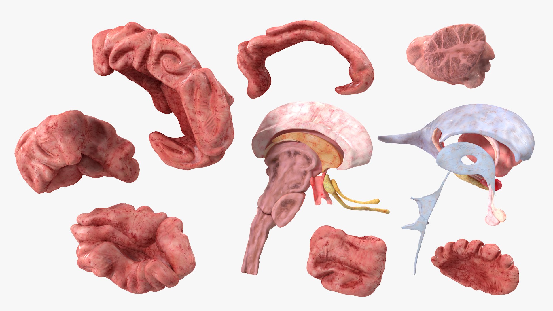 Brain Cross Section model - TurboSquid 1855699
