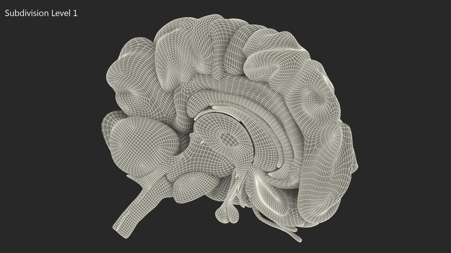 Brain Cross Section model - TurboSquid 1855699