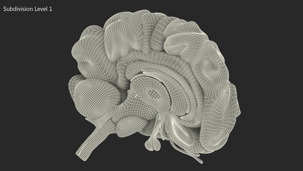 Brain Cross Section model - TurboSquid 1855699