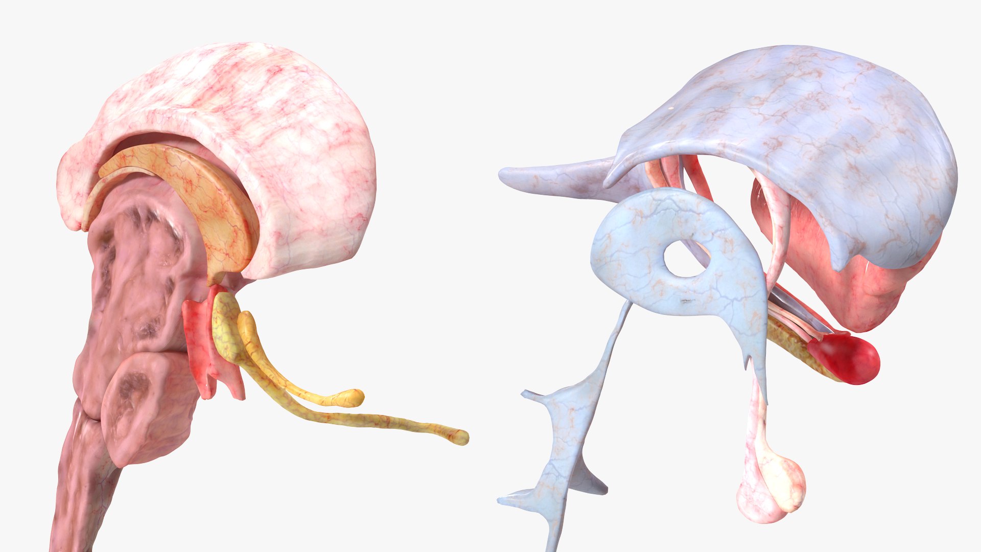 Brain Cross Section model - TurboSquid 1855699