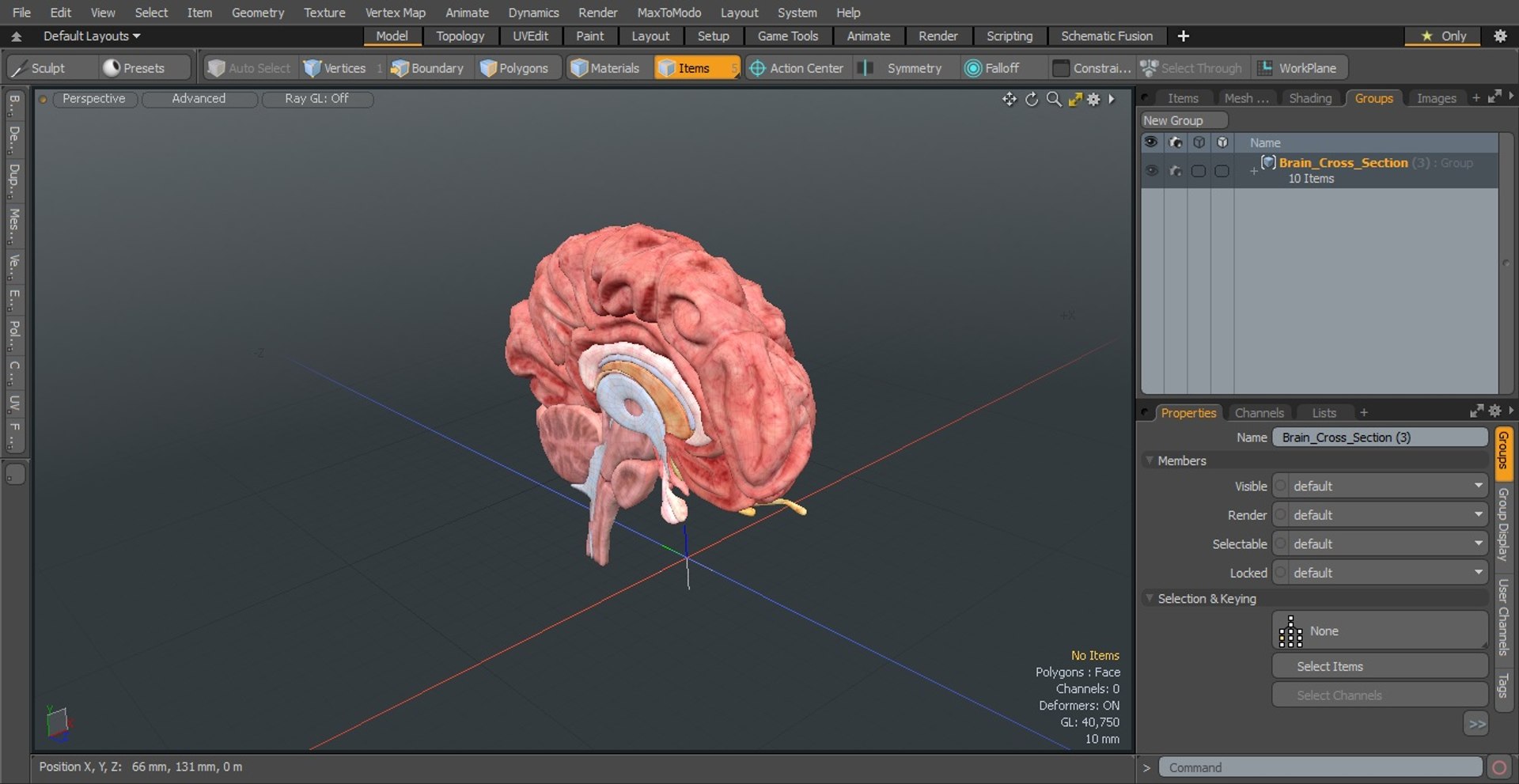 Brain Cross Section model - TurboSquid 1855699
