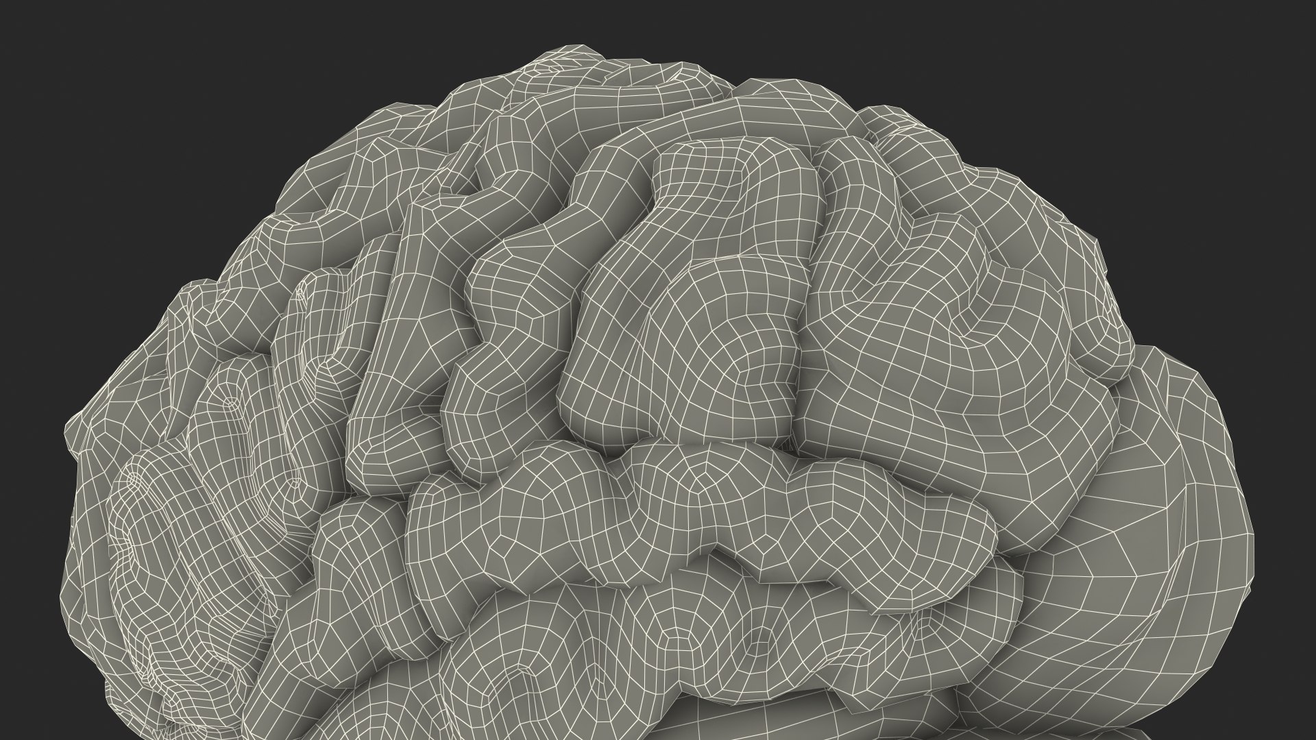 Brain Cross Section model - TurboSquid 1855699