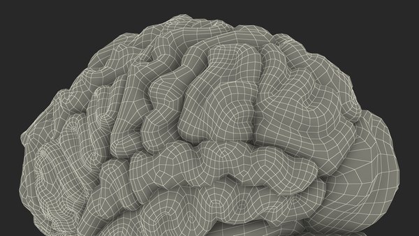 Brain Cross Section model - TurboSquid 1855699