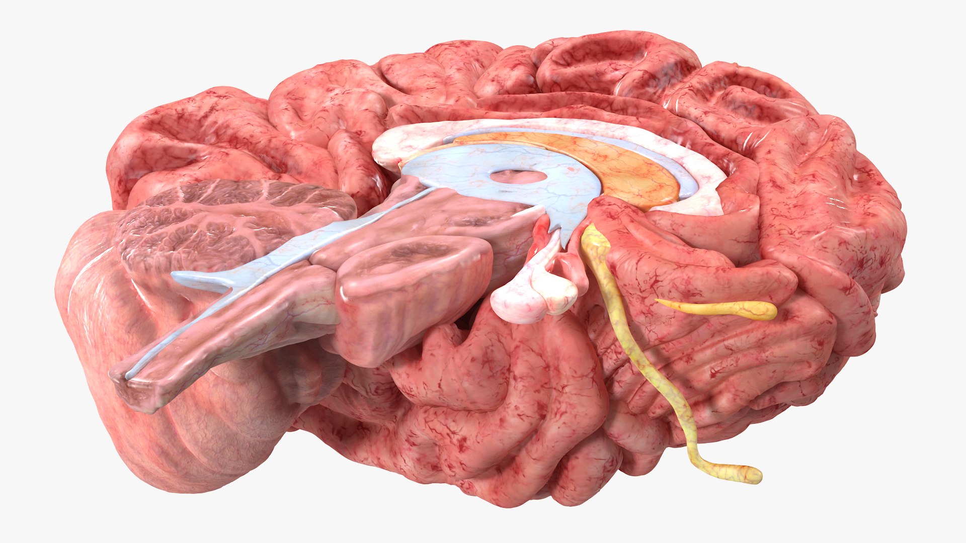 Brain Cross Section model - TurboSquid 1855699