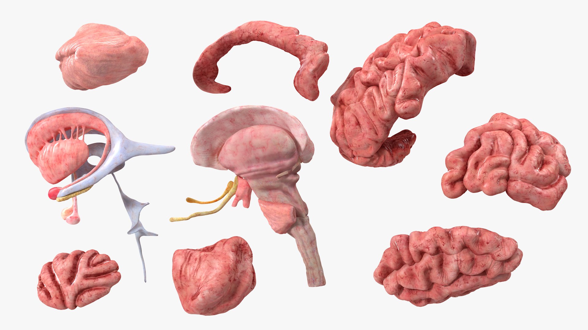 Brain Cross Section model - TurboSquid 1855699