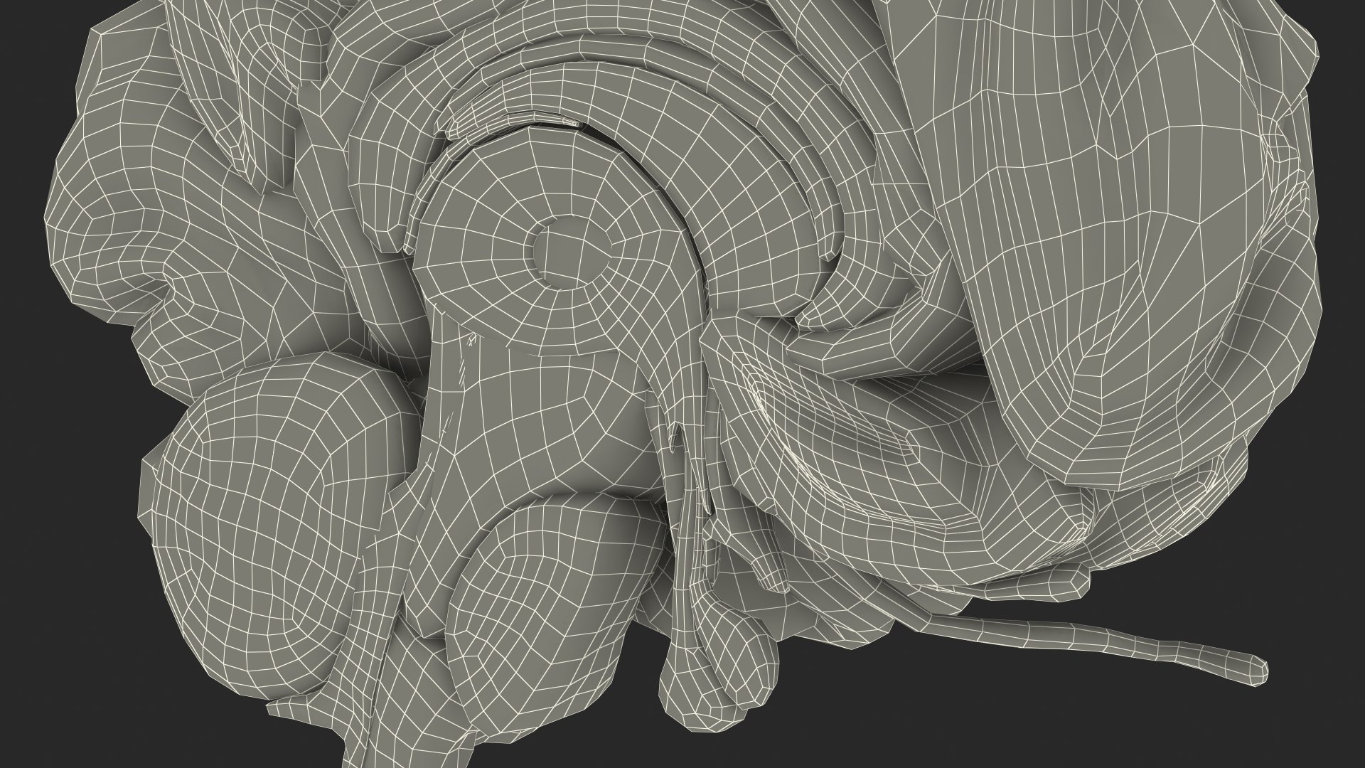 Brain Cross Section model - TurboSquid 1855699