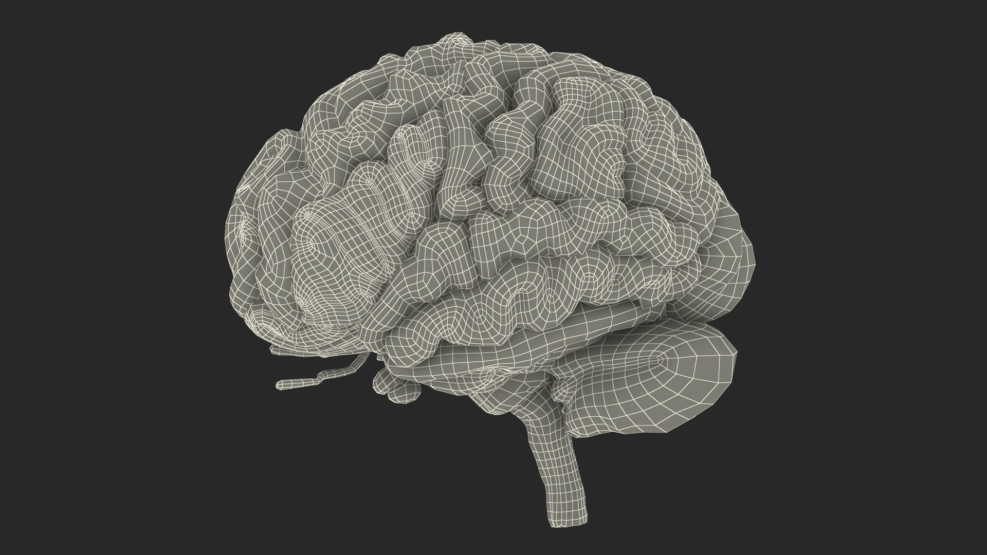 Brain Cross Section model - TurboSquid 1855699