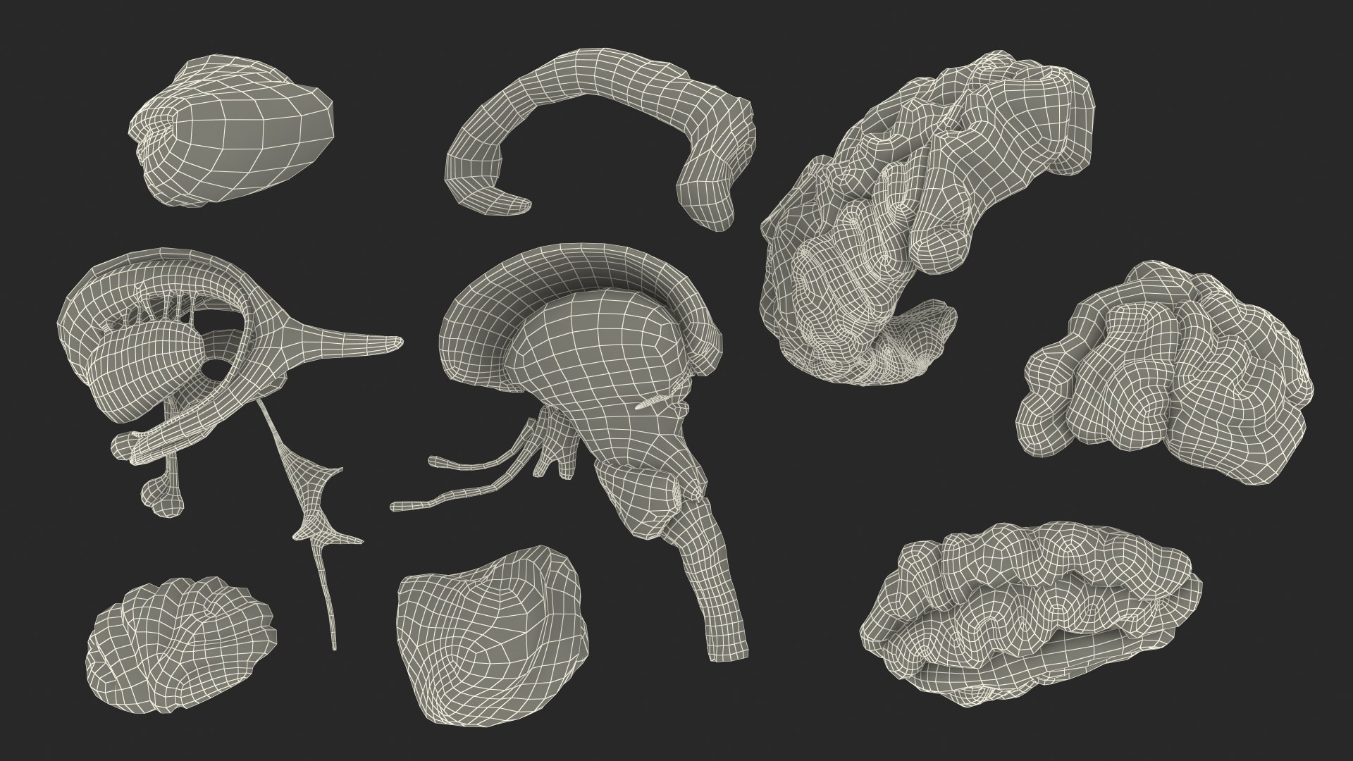 Brain Cross Section model - TurboSquid 1855699