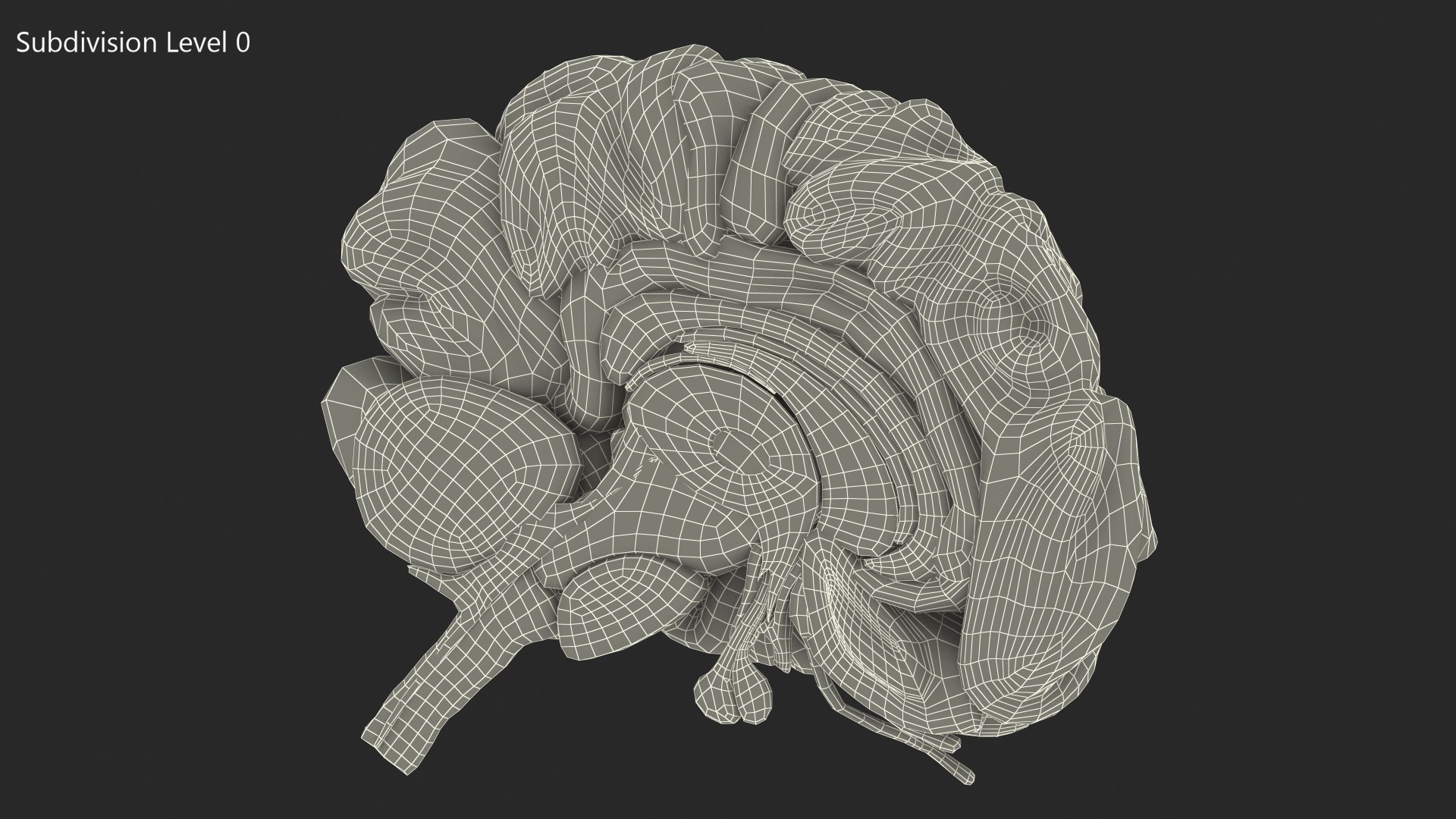 Brain Cross Section model - TurboSquid 1855699