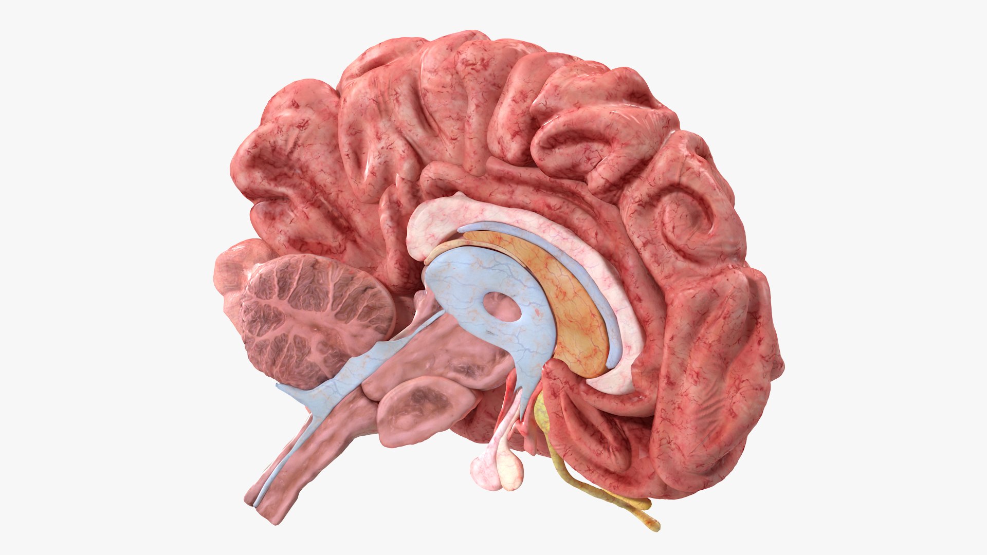 Brain Cross Section model - TurboSquid 1855699
