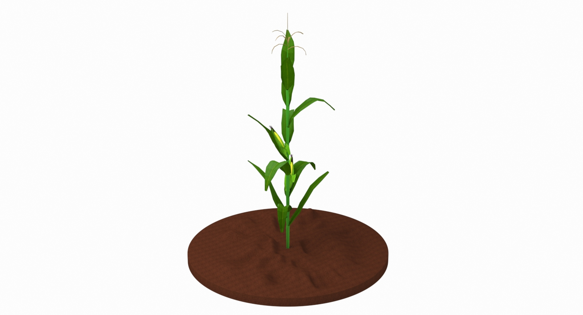 Corn 3D Model - TurboSquid 1352690