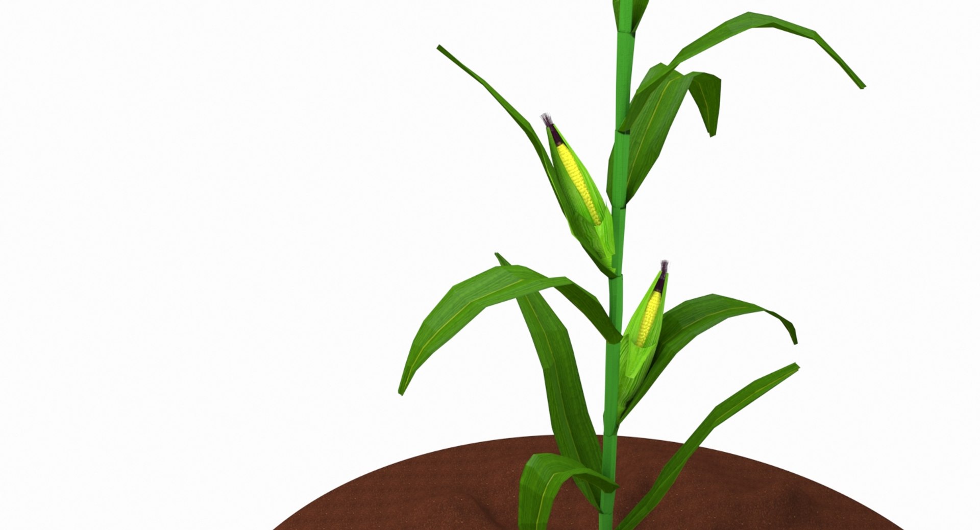 Corn 3D Model - TurboSquid 1352690